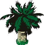 Magic Palm Tree - EemFoo